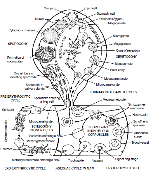 Plasmodium, Chapter Notes, Class 11, Biology PDF Download