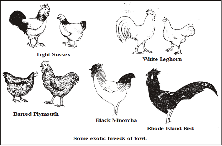 Food Resources : Animal Husbandry - Science Class 9 PDF Download