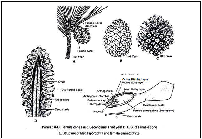 Pinus - Class 11 PDF Download