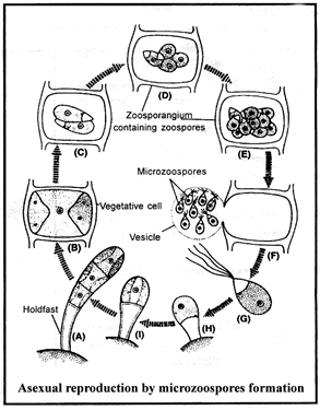Ulothrix - Class 11 PDF Download