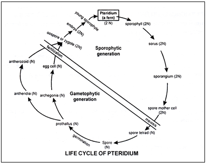 Doc: Pteridium - Class 11 PDF Download