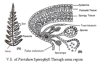 Doc: Pteridium - Class 11 PDF Download