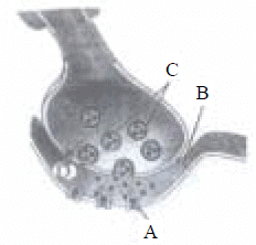 A diagram showing axon terminal and synapse is given. Identify correctly at least two of A-D.a)A ...