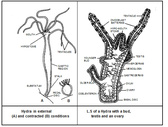 Hydra - Class 11 PDF Download