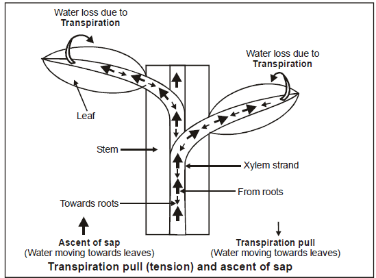 Transpiration Pull Experiment