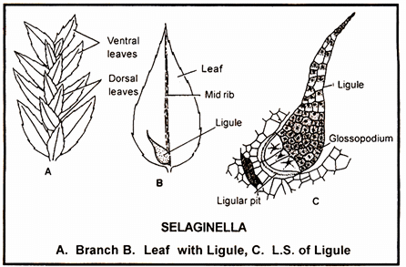 Selaginella - Class 11 PDF Download