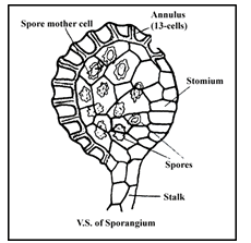 Doc: Pteridium - Class 11 PDF Download