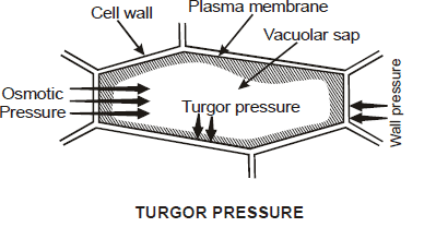 Water Relation - Transport in Plants, Class 11, Biology PDF Download