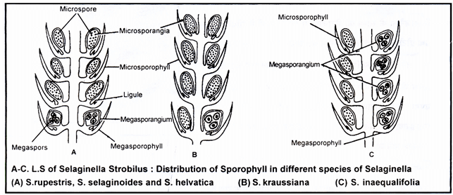 Selaginella - Class 11 PDF Download