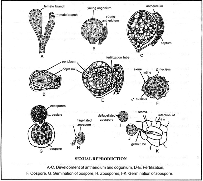 Doc: Albugo Or Cystopus - Class 11 PDF Download