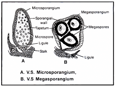 Selaginella - Class 11 PDF Download