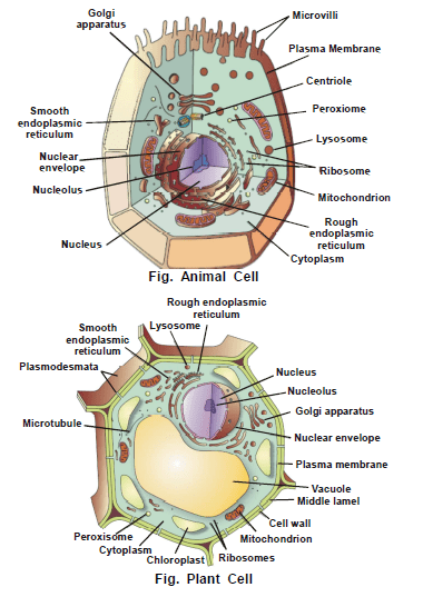 Cell Biology, Chapter Notes, Class 11, Biology PDF Download