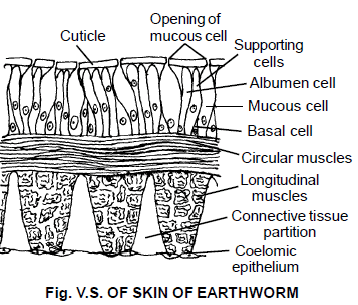 Earthworm Longitudinal Section