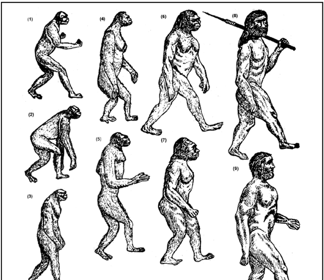 Origin and Evolution of Man - Science for ACT PDF Download