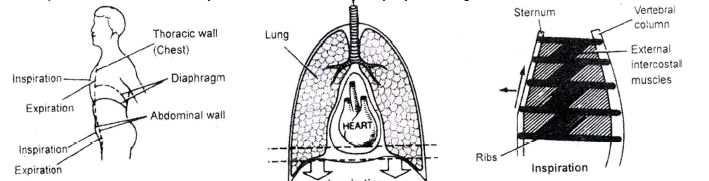 Respiratory System, Chapter Notes, Class 11, Biology PDF Download
