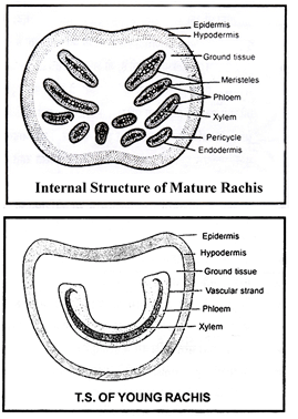 Doc: Pteridium - Class 11 PDF Download