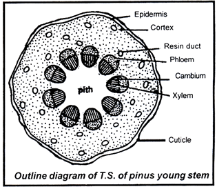 Pinus - Class 11 PDF Download