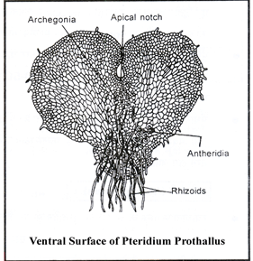 Doc: Pteridium - Class 11 PDF Download