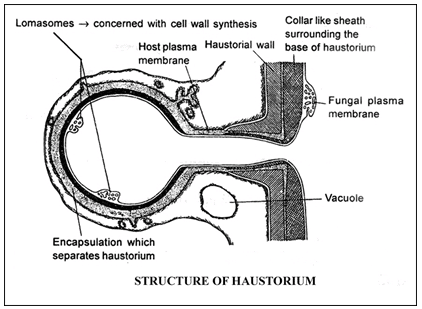 Doc: Albugo Or Cystopus - Class 11 PDF Download