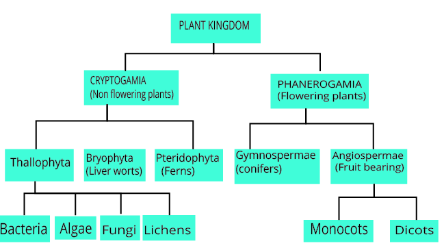 Plant Kingdom and it's Classification - General Awareness for SSC CGL ...