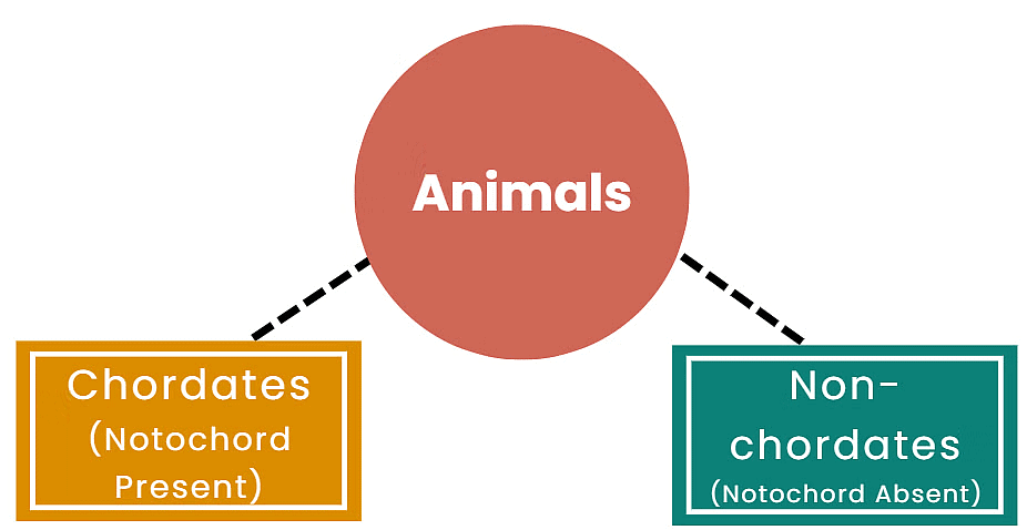 Classification of Animal Kingdom - General Awareness for SSC CGL PDF ...