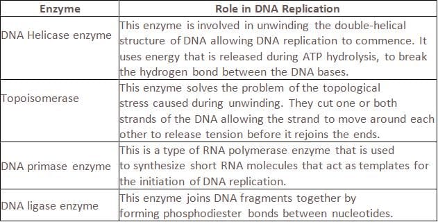 The enzyme required for removing RNA primer during DNA replication is:a ...