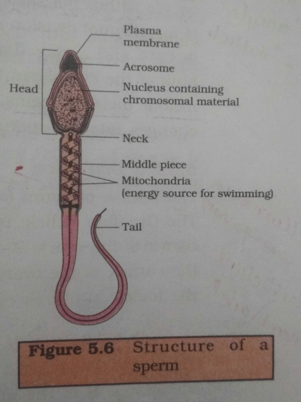 Structure of sperm in terms of human reproduction? - EduRev NEET Question