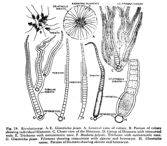 Structure of Algae (With Diagram) - Class 9 PDF Download