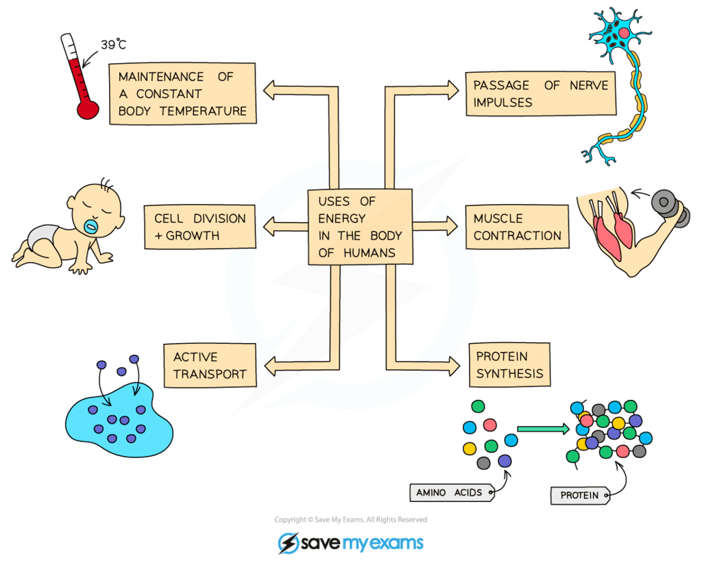 Respiration in Cells - Year 9 PDF Download