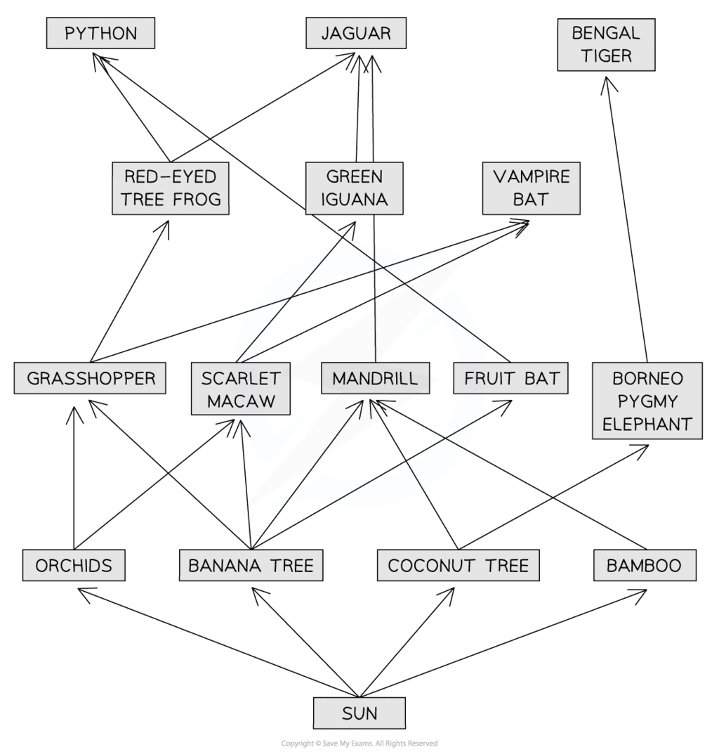 Deforestation of Tropical Rainforest - Year 11 PDF Download
