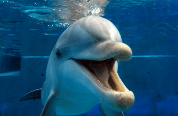 Sound Class 8 Notes Science Chapter 11 Free PDF