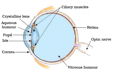 Diagram Based Questions: The Human Eye and the Colourful World ...