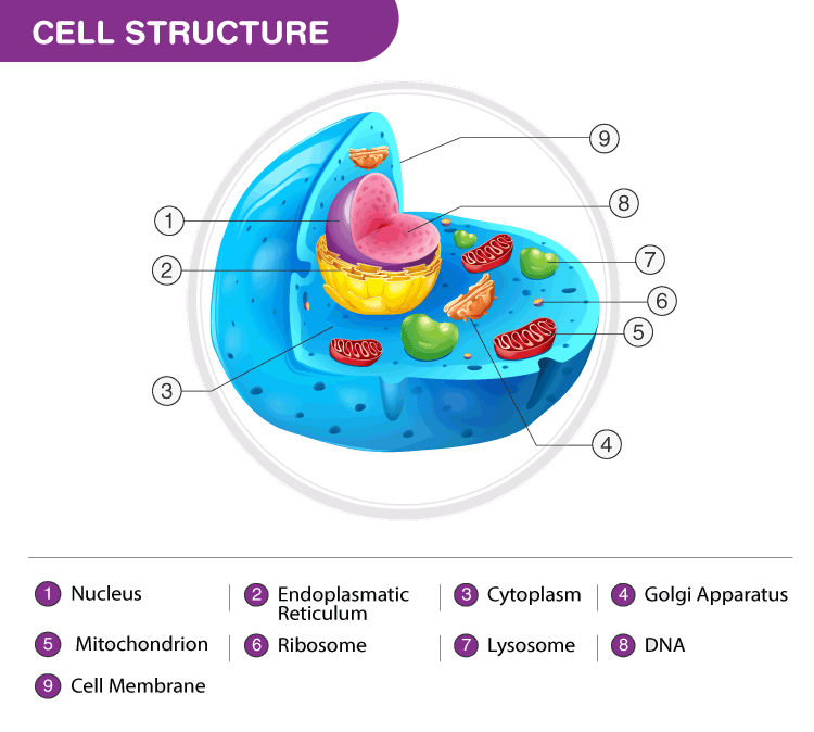 NCERT Exemplar: The Fundamental Unit of Life - Science Class 9 PDF Download