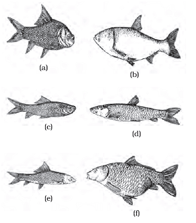 Important Tables and Diagrams: Improvement in Food Resources - Class 9 ...