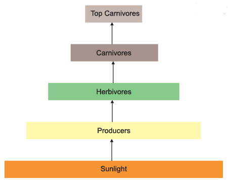 Diagram Based Questions: Our Environment - Science Class 10 PDF Download