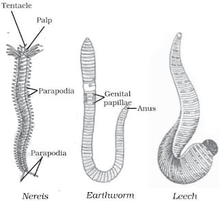 Diversity in Living Organisms Summary Class 9 Science