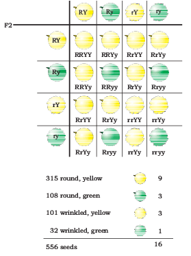 Diagram Based Questions: Heredity - Science Class 10 PDF Download