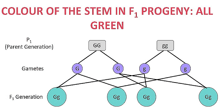 Class 10 Science Chapter 8 Previous Year Questions - Heredity and Evolution