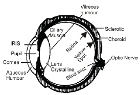 Human Eye and Colourful World Class 10 Worksheet Science Chapter 10