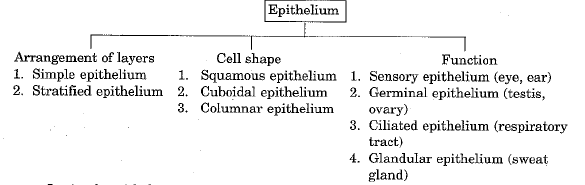 Tissues Class 9 Notes Science Chapter 6 Free PDF
