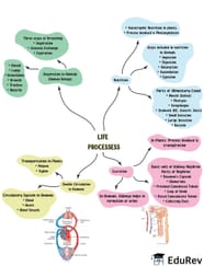 Mindmap Life Processes Science Class 10 PDF Download Mindmap Life Processes Science Class 10 PDF Download