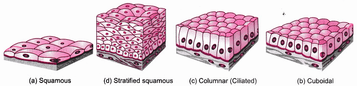 Important Tables and Diagrams: Tissues - Class 9 PDF Download