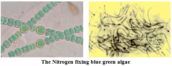 Microorganisms: Friend and Foe Class 8 Notes Science Chapter 2 Free PDF