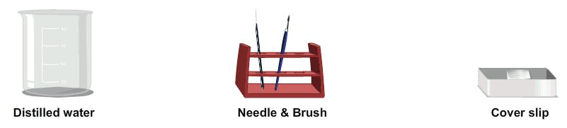 Procedure - To Prepare Stained Temporary Mount of Onion Peel, Biology ...