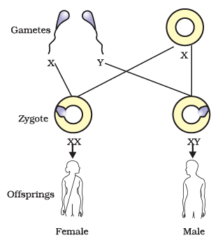 Diagram Based Questions: Heredity - Science Class 10 PDF Download