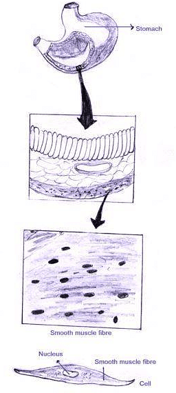 Important Tables and Diagrams: Tissues - Class 9 PDF Download