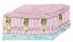 Important Diagrams: Tissues - Science Class 9 PDF Download