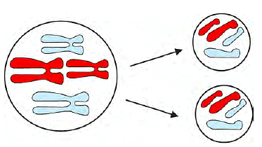 Important Diagrams: The Fundamental Unit of Life - Science Class 9 PDF ...