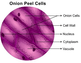 Theory - To Prepare Stained Temporary Mount of Onion Peel, Biology ...
