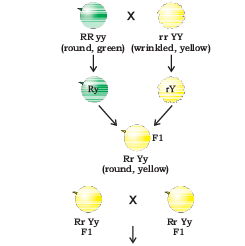 Diagram Based Questions: Heredity - Science Class 10 PDF Download